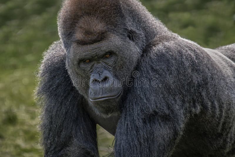 Silverback gorilla stock image. Image of nature, silverback - 86324067