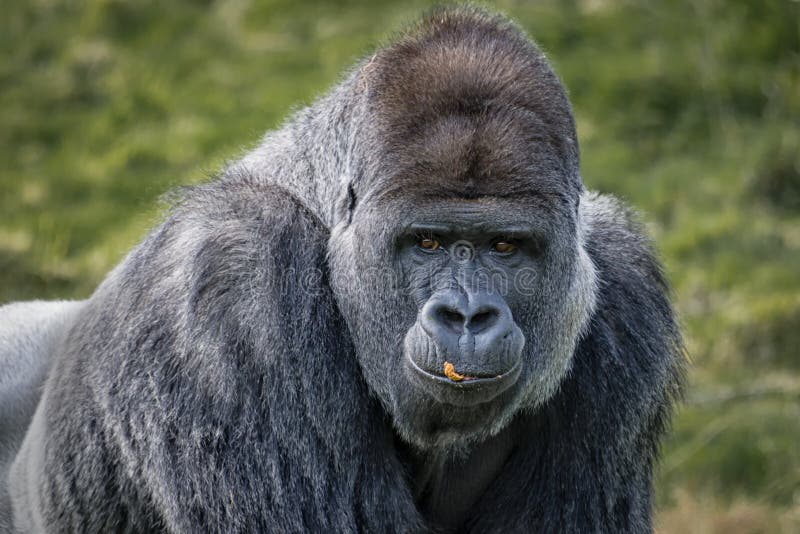 Silverback gorilla stock image. Image of nature, silverback - 86324067