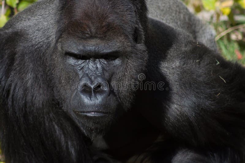 Silverback Gorilla stock photo. Image of close, alpha - 48000822
