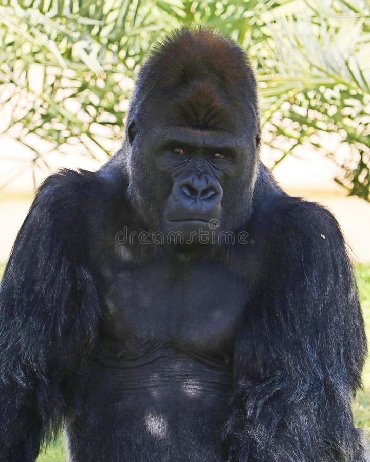 Silverback Gorilla Male Gets a Portrait Sitting on a Sunny Day Stock ...