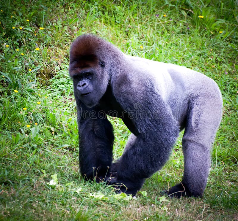 Silverback Gorilla stock photo. Image of silverback, side - 31214774
