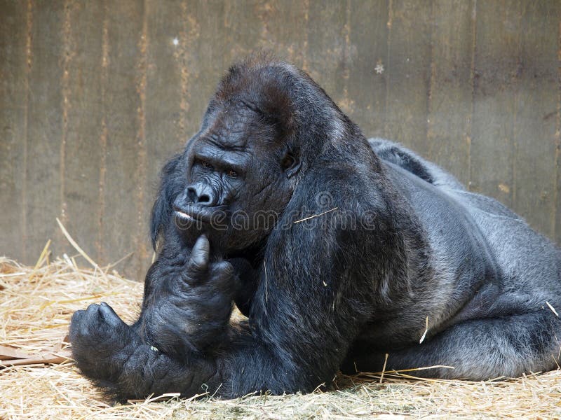 Silverback gorilla stock image. Image of wild, mammal - 57114769
