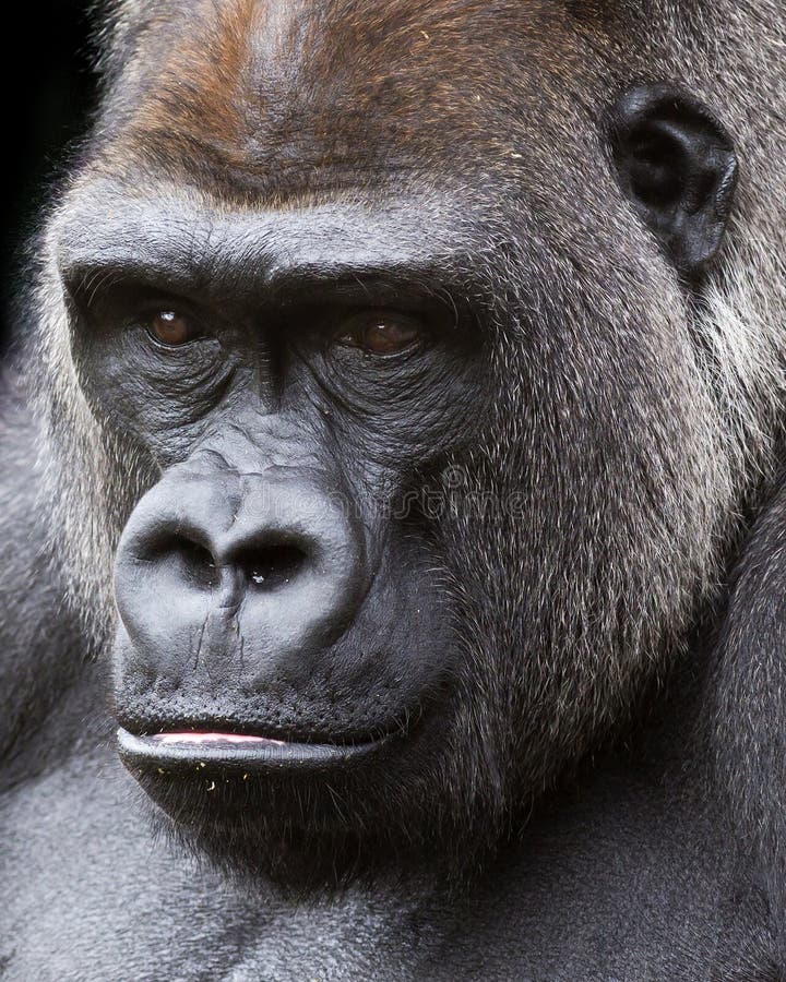 Silverback Gorilla Portrait Stock Image - Image of banner, head: 60696539