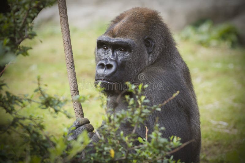 Silverback Gorilla with Rope Imagen de archivo - Imagen de agresivo ...