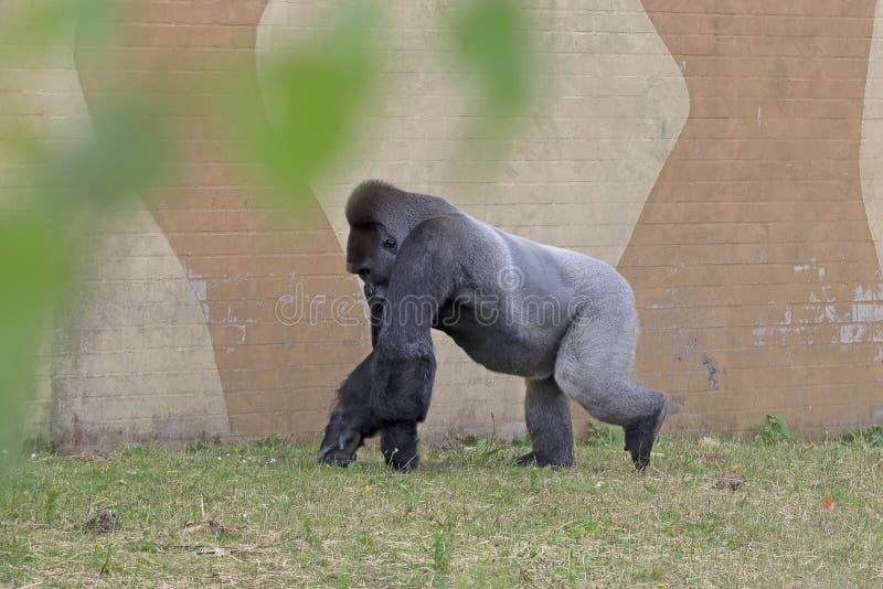 Gorilla Walking Upright