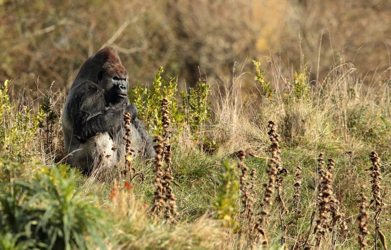 Silverback gorillas. stock photo. Image of large, apes - 35492022