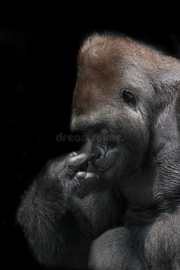 Silverback Lowland Gorilla Foot Close-up Stock Photo - Image of ghana ...