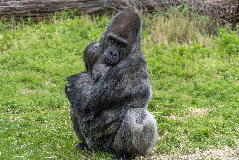 Silver Back Gorilla Hair Background Stock Image - Image of gorilla ...