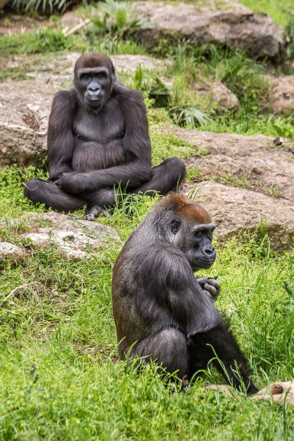 Wild african animals stock photo. Image of national - 165676354
