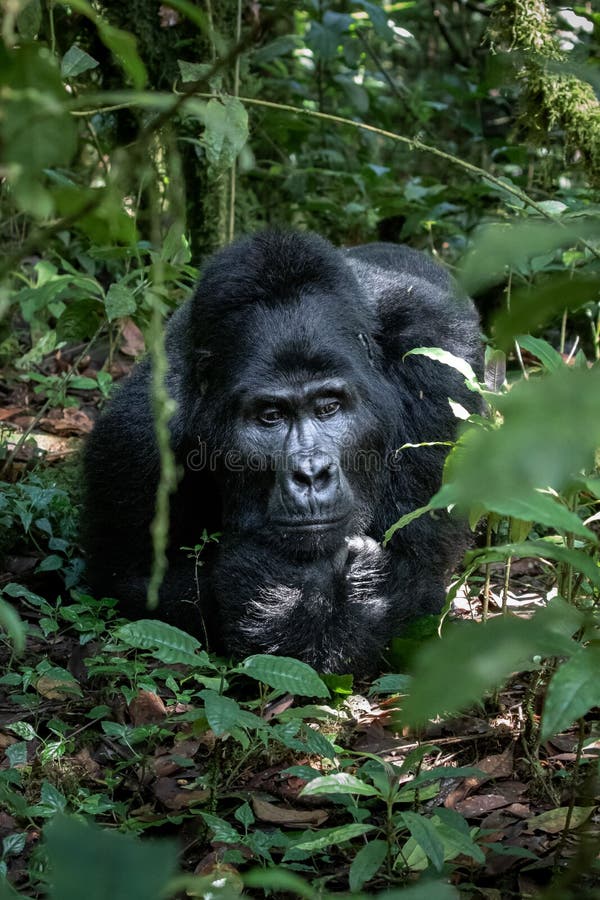 A Silverback Mountain Gorilla in a Rainforest in Rwanda Stock Image ...
