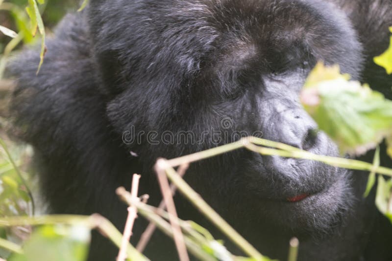 The Great Silverback stock photo. Image of great, blackpool - 124640268