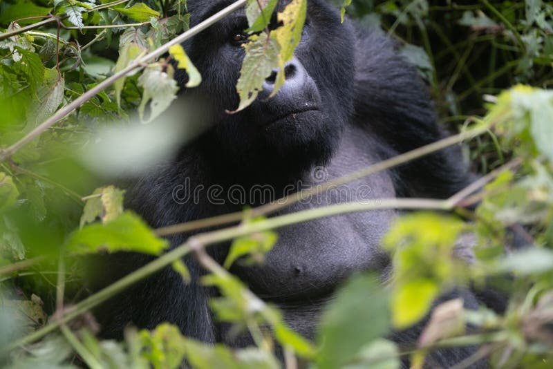 The Great Silverback stock photo. Image of great, blackpool - 124640268