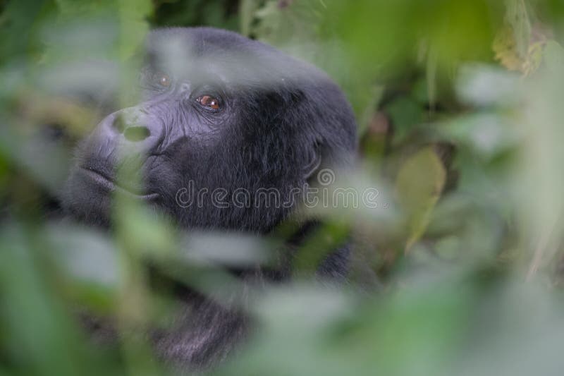 Silverback Mountain Gorilla, Uganda Stock Image - Image of jungle ...
