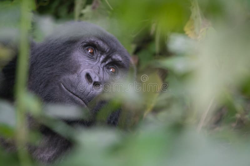 Silverback Mountain Gorilla, Uganda Stock Photo - Image of monkey ...