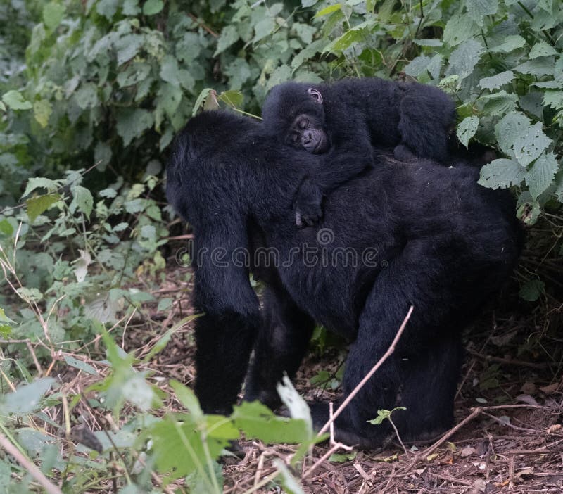 Silverback Mountain Gorilla, Uganda Stock Image - Image of jungle ...