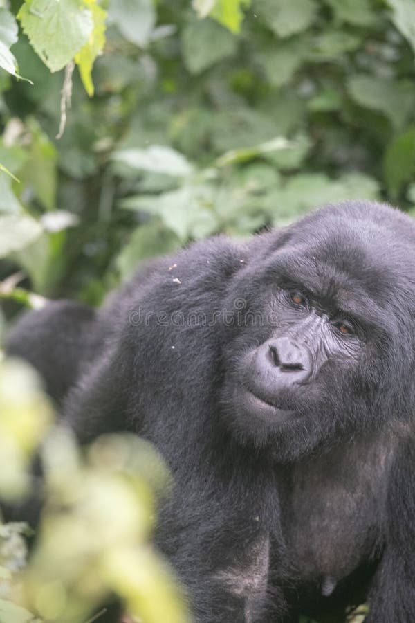 Silverback Mountain Gorilla, Uganda Stock Image - Image of jungle ...