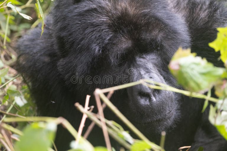 Silverback Mountain Gorilla, Uganda Stock Image - Image of face, grass ...