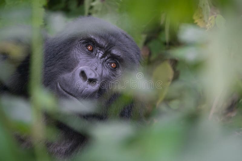 Silverback Mountain Gorilla, Uganda Stock Image - Image of jungle ...