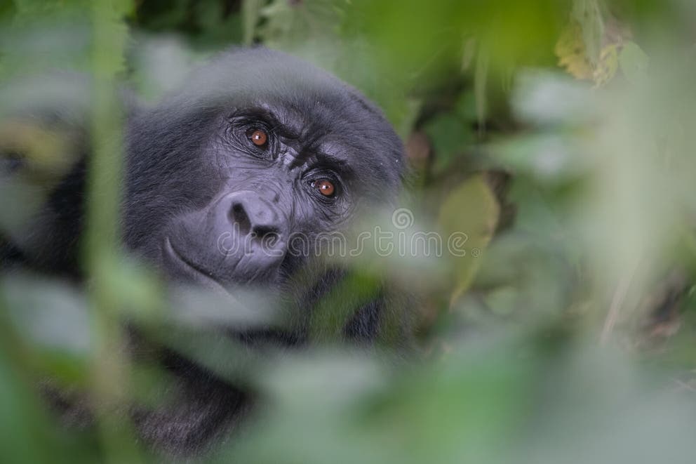 Silverback Mountain Gorilla, Uganda Stock Photo - Image of family ...