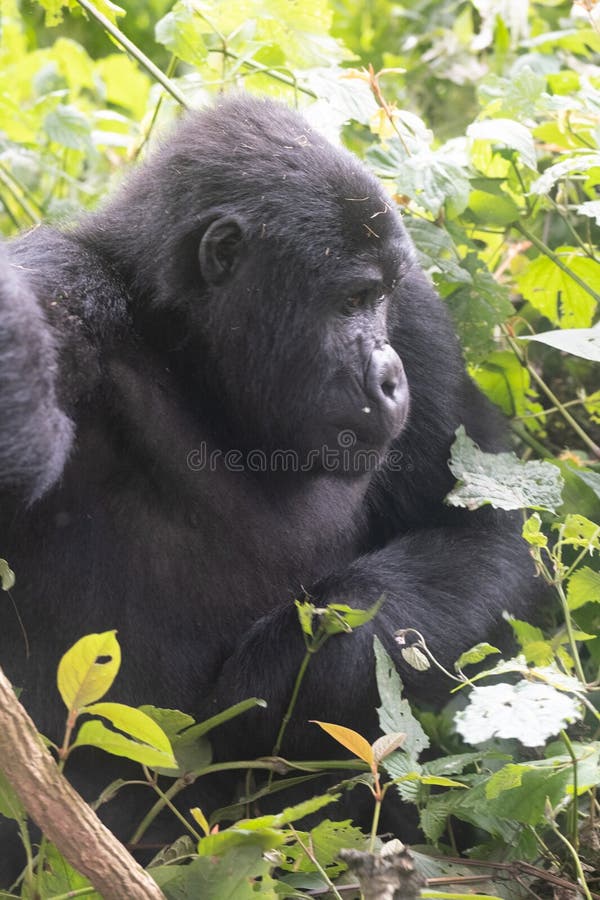 Silverback Mountain Gorilla, Uganda Stock Image - Image of jungle ...