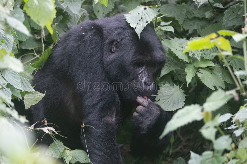 Silverback Mountain Gorilla, Uganda Stock Image - Image of jungle ...