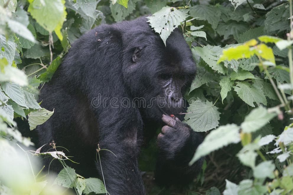 Silverback Mountain Gorilla, Uganda Stock Image - Image of detail ...