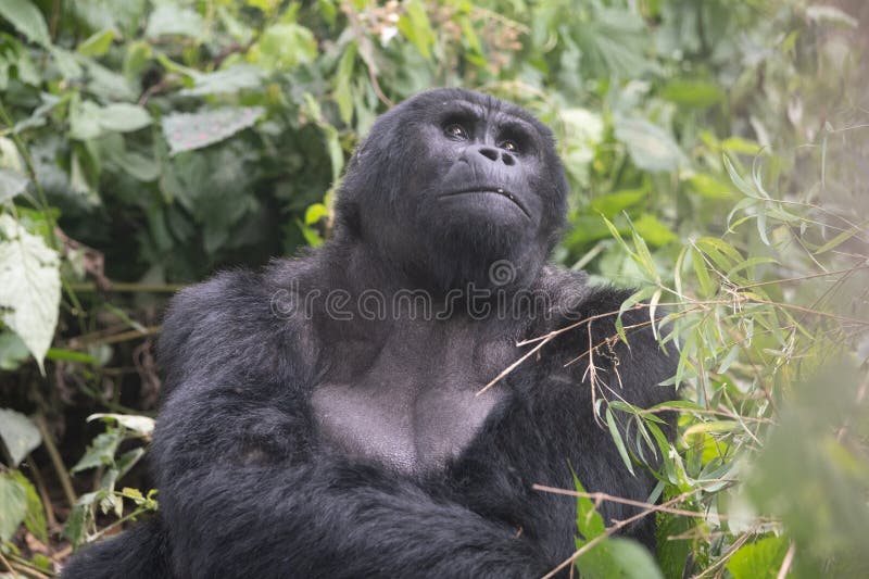 Silverback Mountain Gorilla, Uganda Stock Photo - Image of impenetrable ...