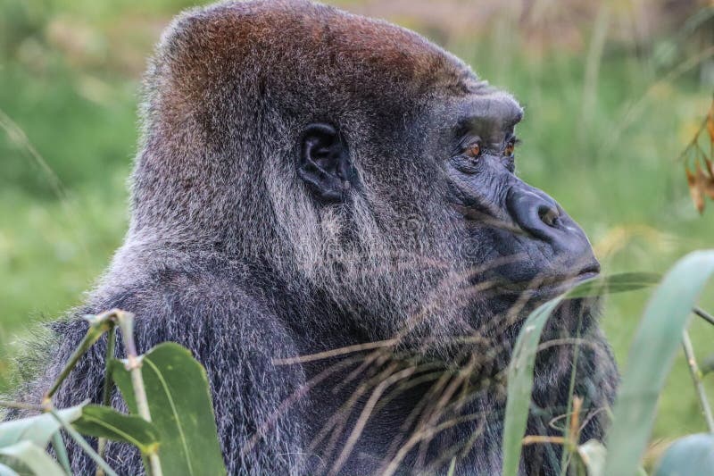 Silverback stock image. Image of majestic, silverback - 307182649
