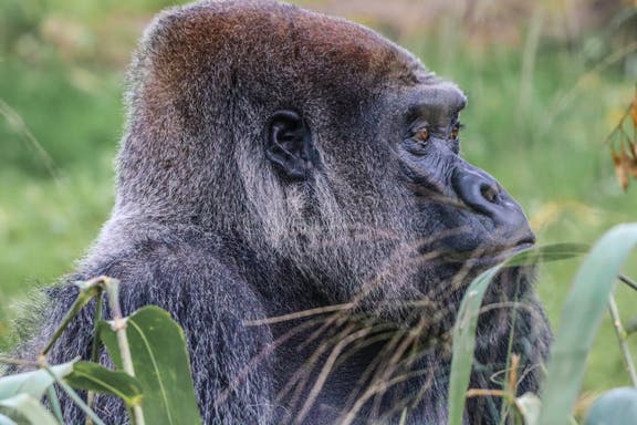 Silverback stock image. Image of majestic, silverback - 307182649