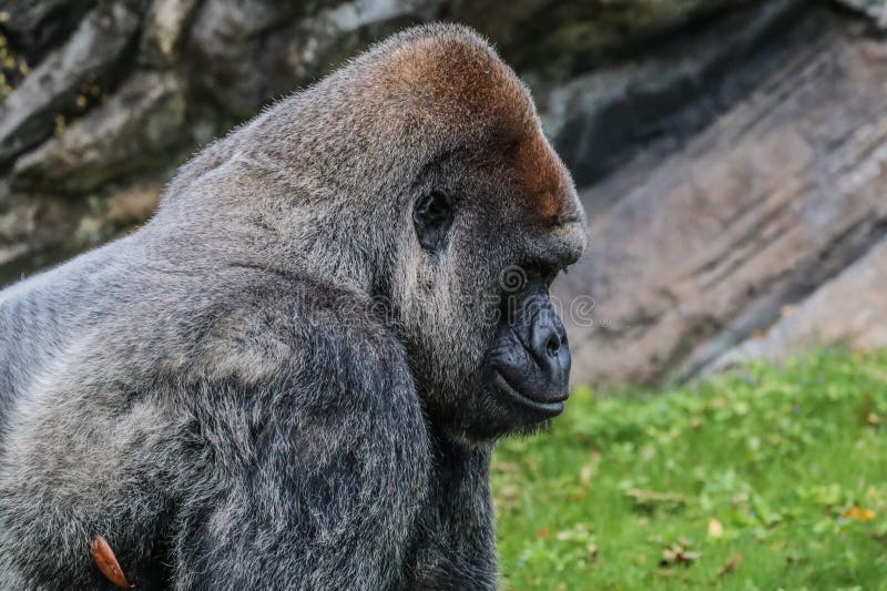 Silverback stock image. Image of side, silverback, gorilla - 307182657
