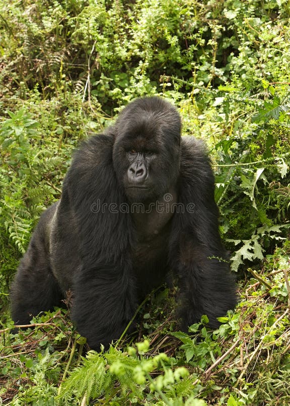 Silverback of Sousa Group stock photo. Image of breast - 6438844