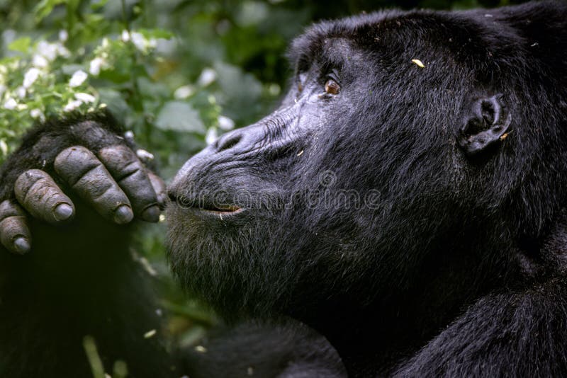 Silverback Mountain Gorilla - Thinking Man - a Different Perspective ...