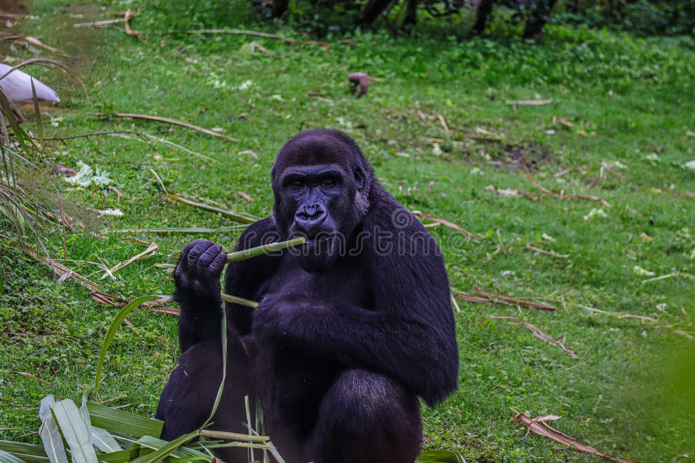 Silverback stock photo. Image of gorilla, blackback - 303096814