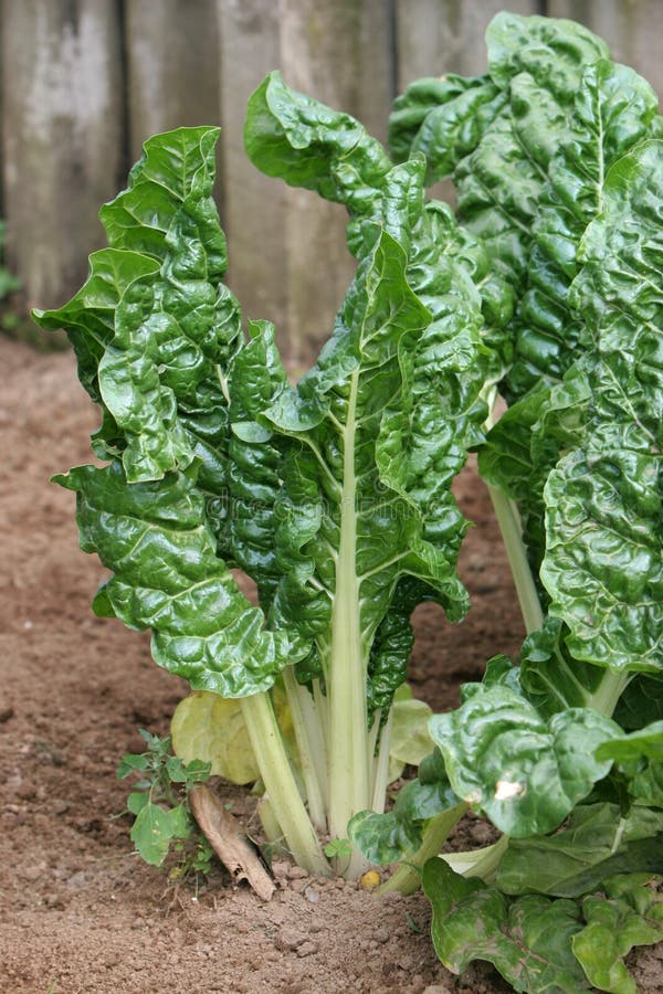 Silverbeet stock photo. Image of fresh, growth, nature - 2324770