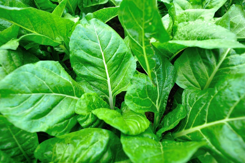 Silverbeet crops stock image. Image of salad, botanical - 50684397