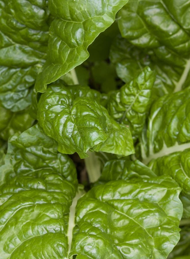 Silverbeet stock image. Image of garden, fresh, green - 36354527
