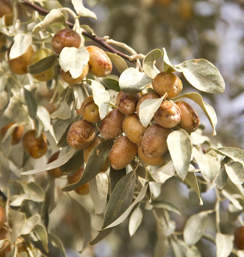 Silverberry fruit stock image. Image of garden, gardening - 33633693