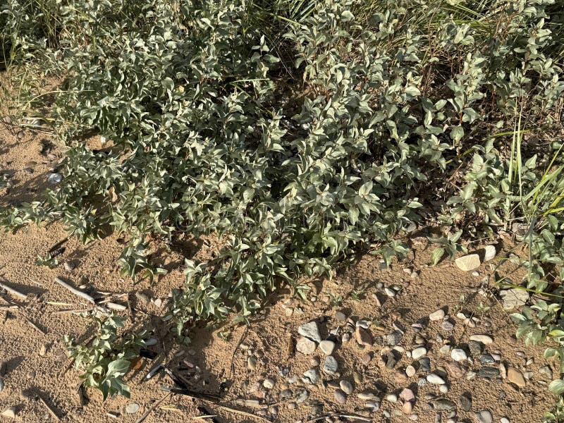 Silverberry Shrubs Flowering Stock Photos - Free & Royalty-Free Stock ...