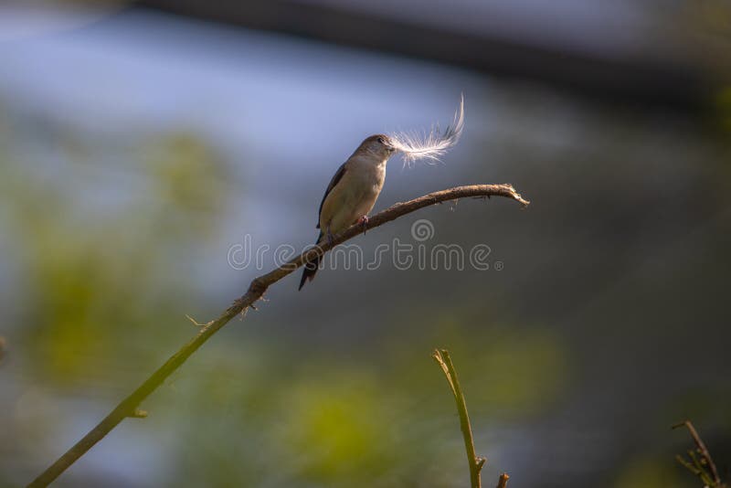 Silverbill Birds with a Feather in Beak To Prepare Nest Stock Photo ...