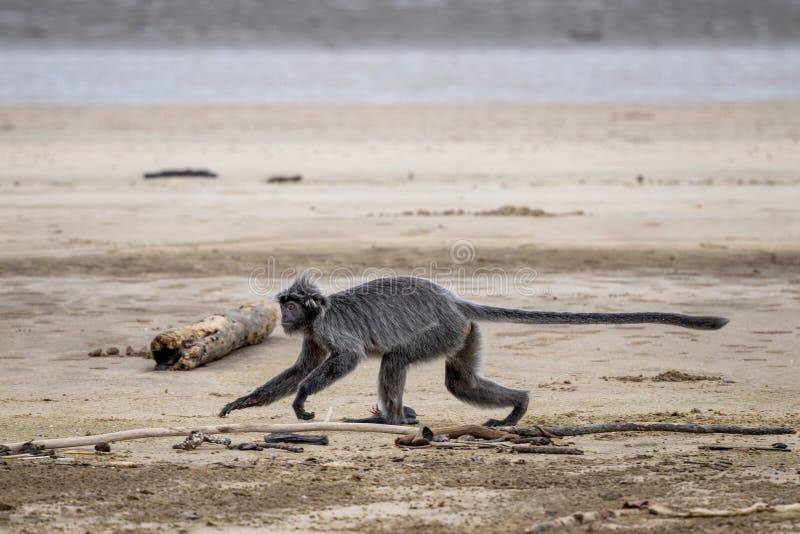 Silvered Leaf Monkey, Beautiful Primate with Silver Fur from Mangrove ...