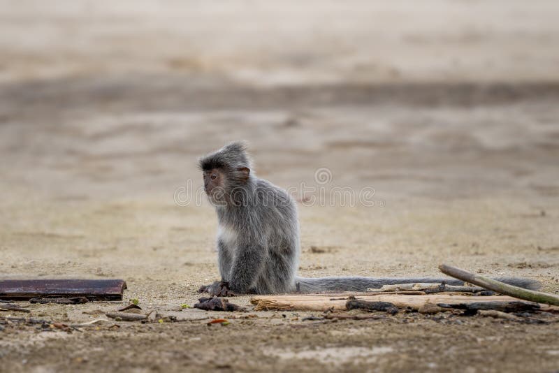 Silvered Leaf Monkey, Beautiful Primate with Silver Fur from Mangrove ...