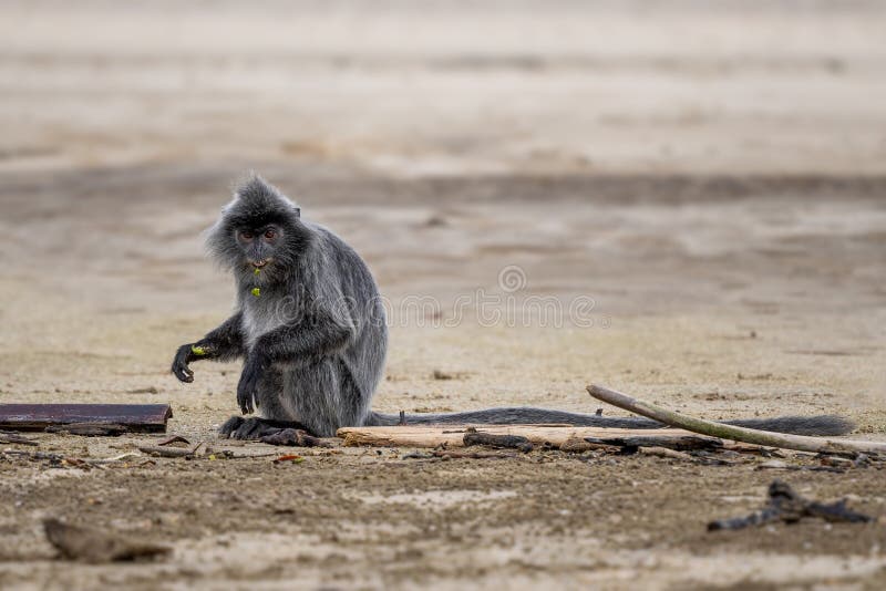 Silvered Leaf Monkey, Beautiful Primate with Silver Fur from Mangrove ...