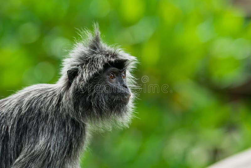 Silvered Leaf Monkey from Borneo Stock Photo - Image of primate, mammal ...