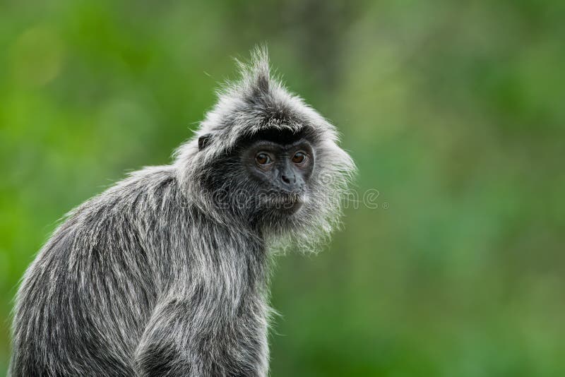 Silvered Leaf Monkey from Borneo Stock Image - Image of forest, jungle ...