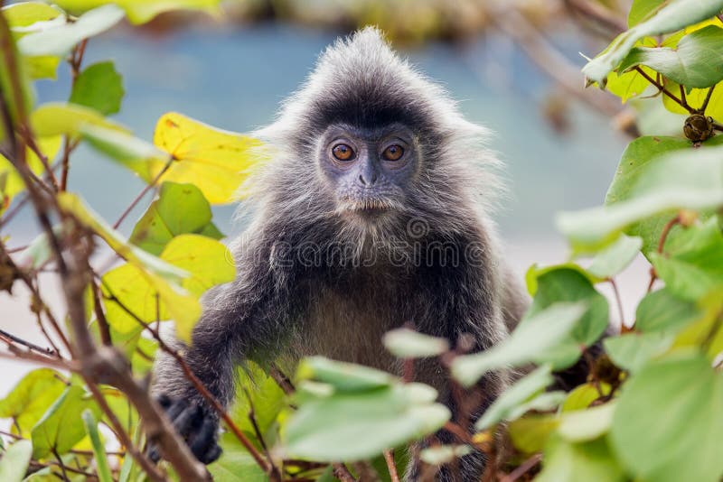Silvered leaf monkey stock image. Image of funny, rare - 79640477