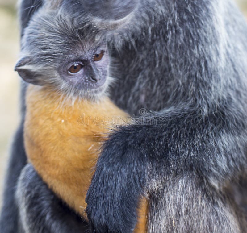 Silvered Leaf Monkey stock photo. Image of common, forest - 47960790