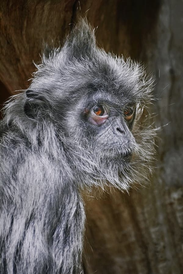 Portrait Silvered Leaf Monkey Trachypithecus Cristatus or Silvery ...