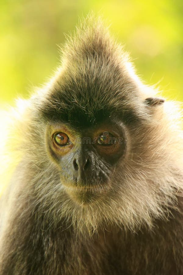 Silvered Leaf Monkey, Sepilok, Borneo, Malaysia Stock Image - Image of ...