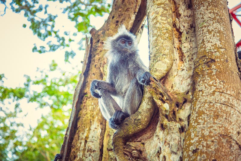 Silvered Leaf Monkey Sits on Tree. Stock Photo - Image of mammal ...