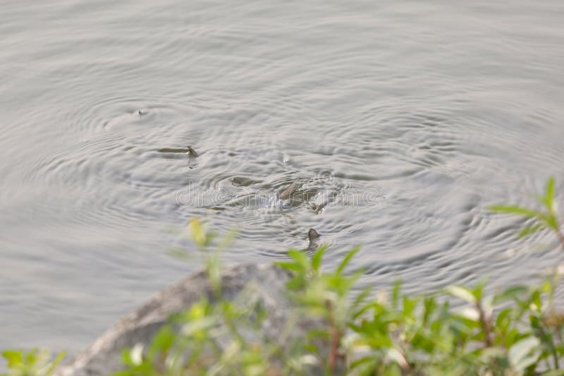 Silverfin Fish stock photo. Image of animal, environmental - 291173110